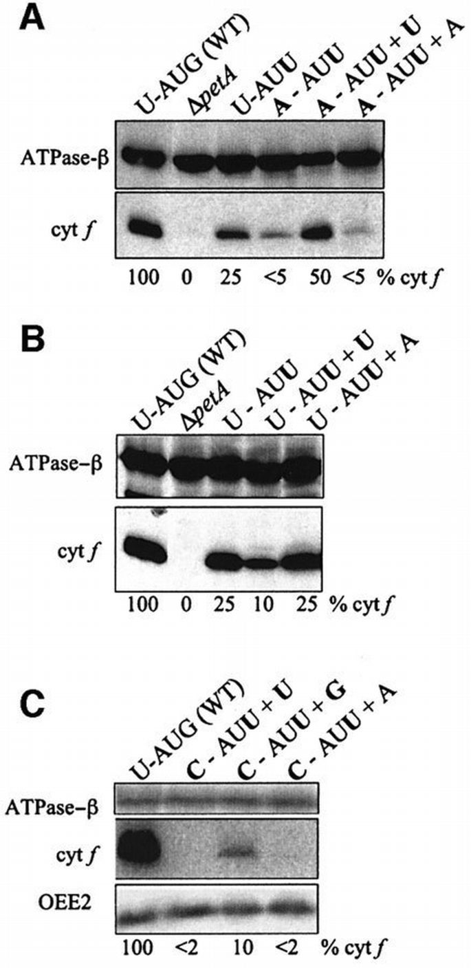 In vivo evidence for the prokaryotic model of extended codon–anticodon ...