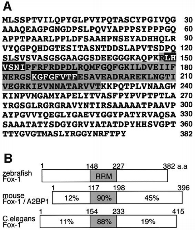 A vertebrate RNA‐binding protein Fox‐1 regulates tissue‐specific ...