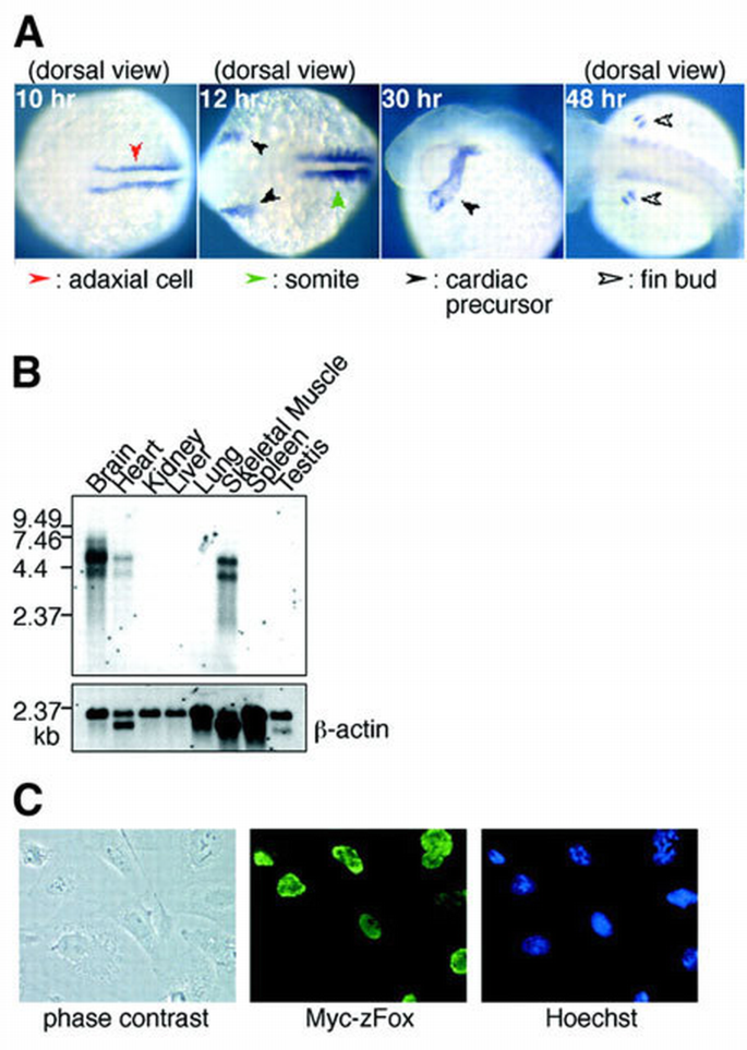 A vertebrate RNA‐binding protein Fox‐1 regulates tissue‐specific ...