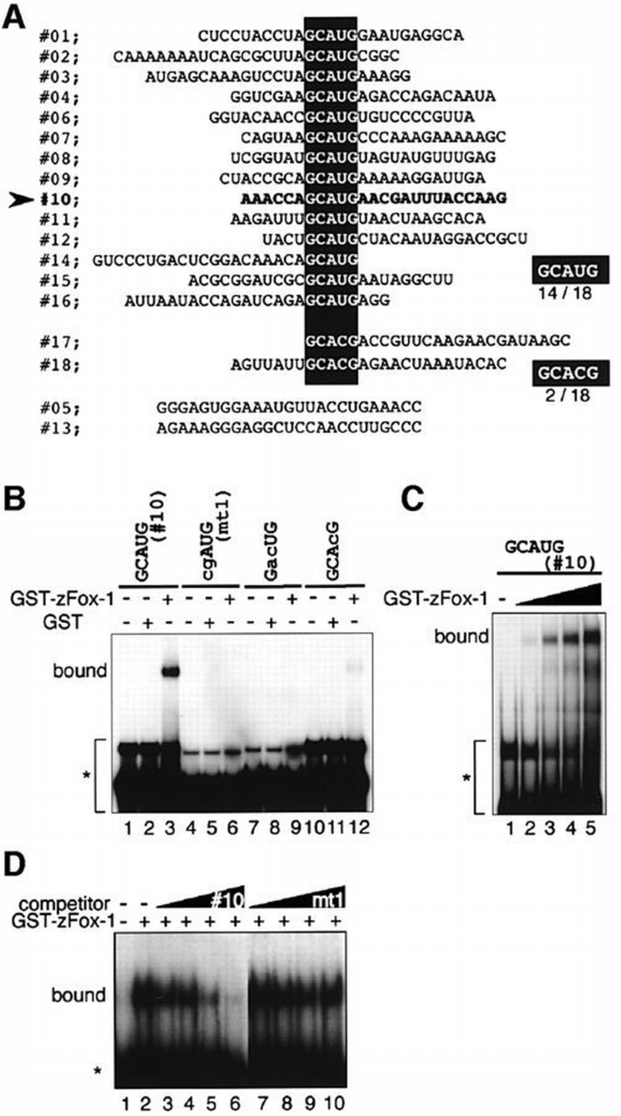 A vertebrate RNA‐binding protein Fox‐1 regulates tissue‐specific ...