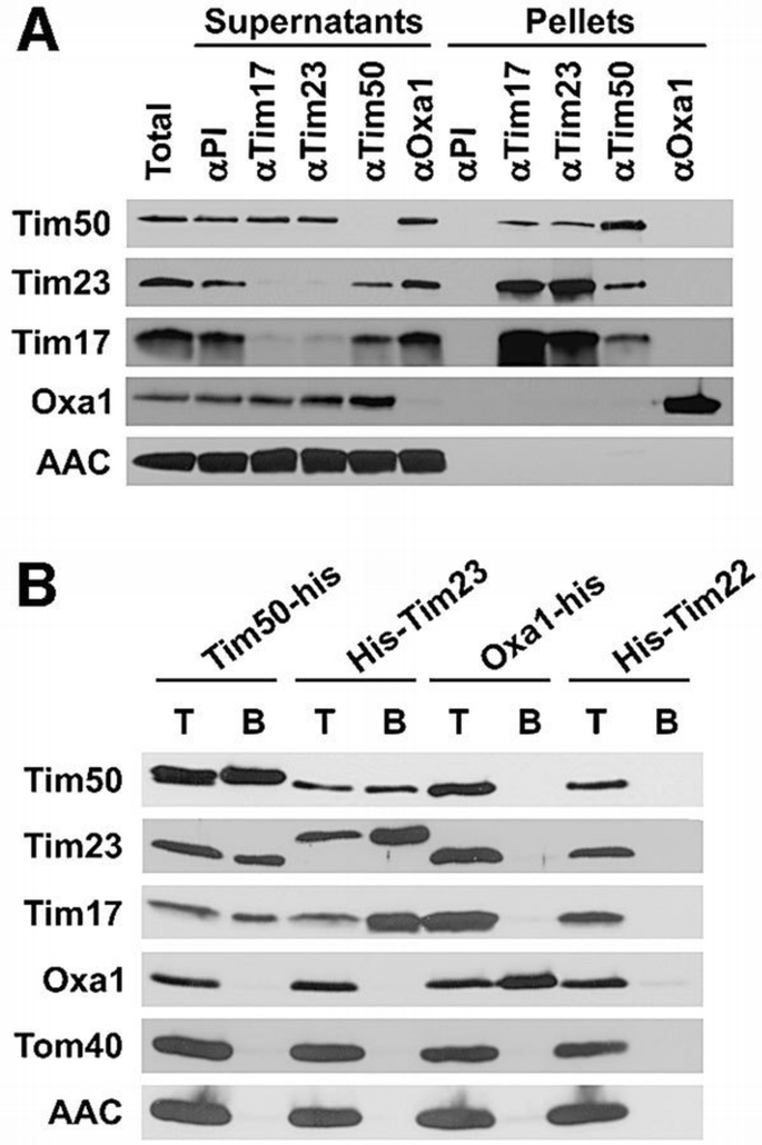 Tim50, a novel component of the TIM23 preprotein translocase of ...