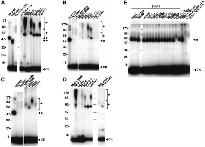 Glycoprotein G isoforms from some alphaherpesviruses function as broad ...