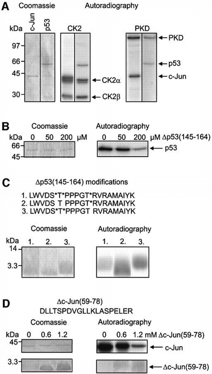 Protein kinase CK2 and protein kinase D are associated with the COP9 ...