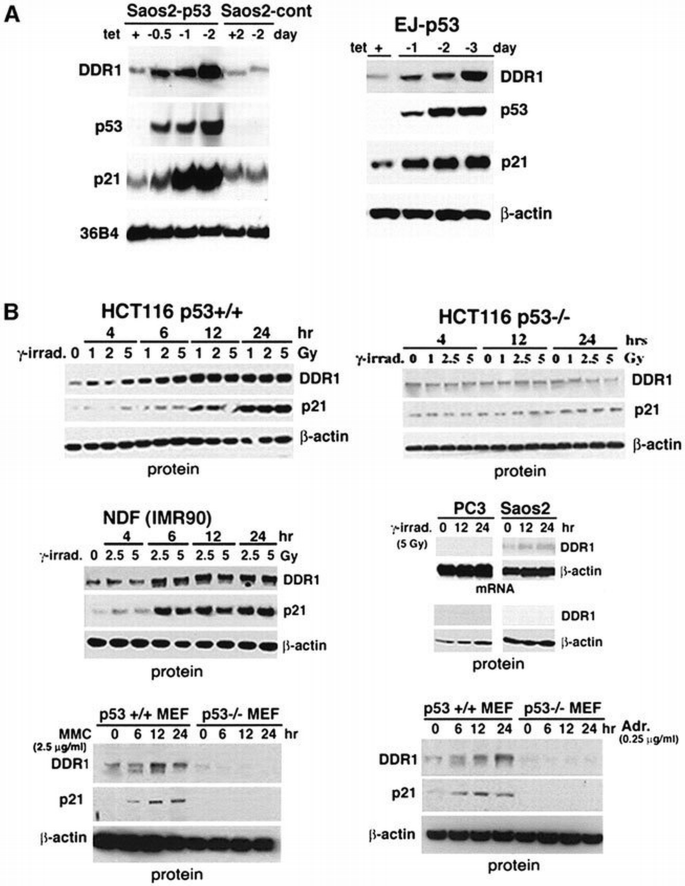 p53 induction and activation of DDR1 kinase counteract p53‐mediated ...