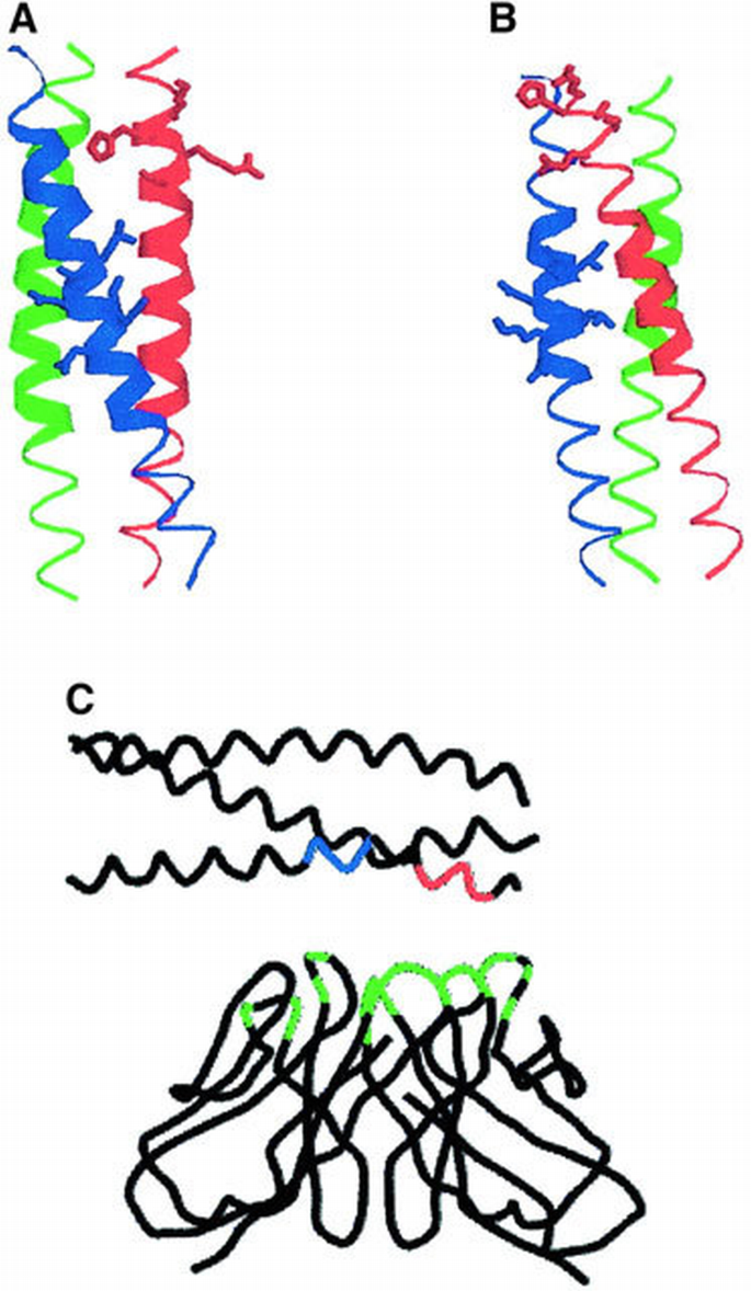 A novel cell binding site in the coiled‐coil domain of laminin involved ...