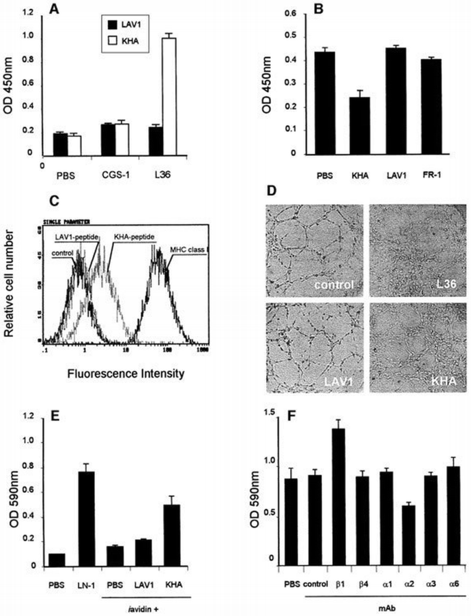 A novel cell binding site in the coiled‐coil domain of laminin involved ...