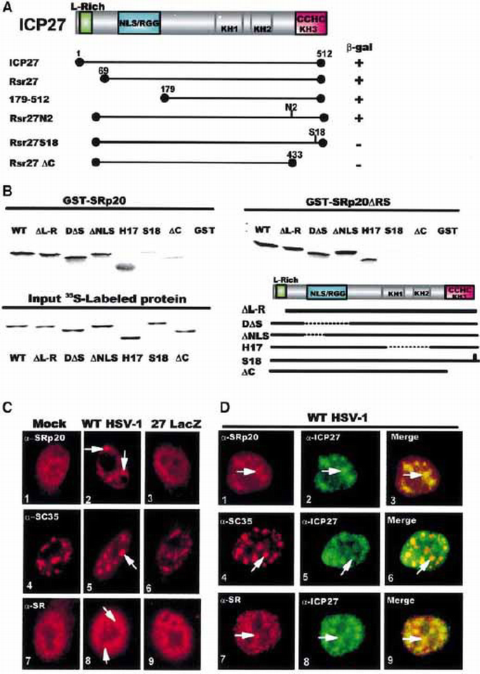 ICP27 interacts with SRPK1 to mediate HSV splicing inhibition by ...