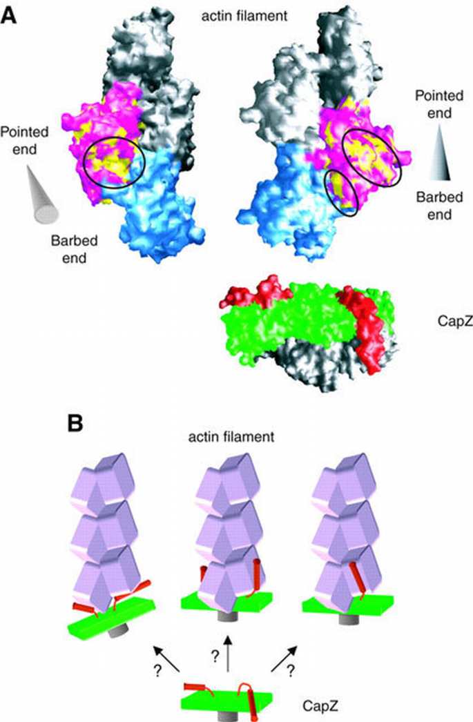 Crystal structure of CapZ: structural basis for actin filament barbed ...