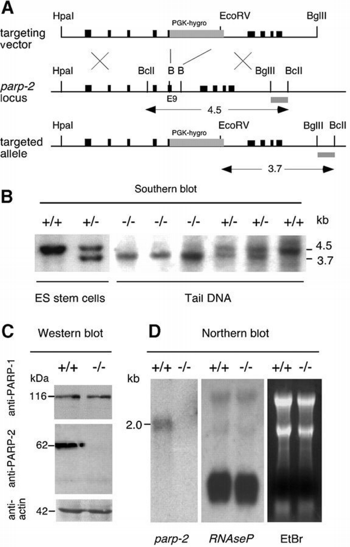 Functional interaction between PARP‐1 and PARP‐2 in chromosome ...