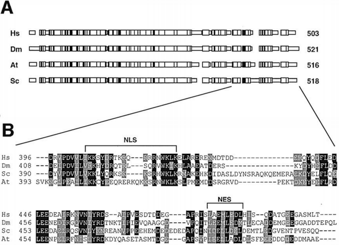 Coordinated nuclear export of 60S ribosomal subunits and NMD3 in ...