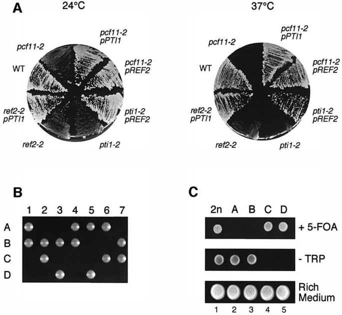 Pti1p and Ref2p found in association with the mRNA 3′ end formation ...