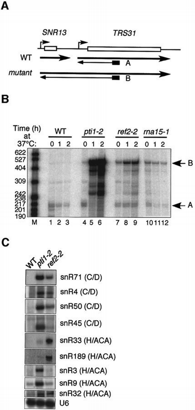 Pti1p and Ref2p found in association with the mRNA 3′ end formation ...