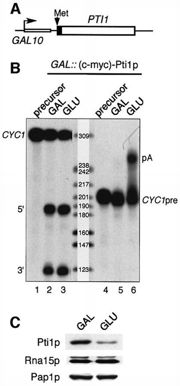 Pti1p and Ref2p found in association with the mRNA 3′ end formation ...