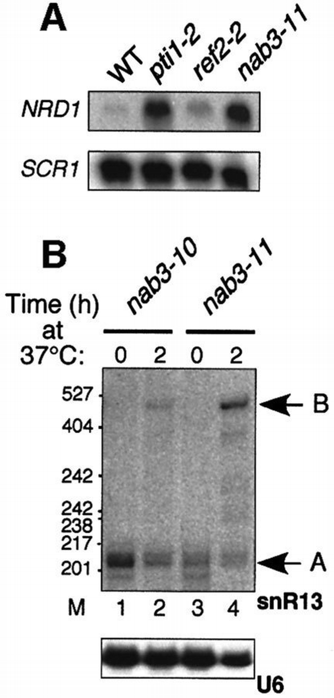 Pti1p and Ref2p found in association with the mRNA 3′ end formation ...
