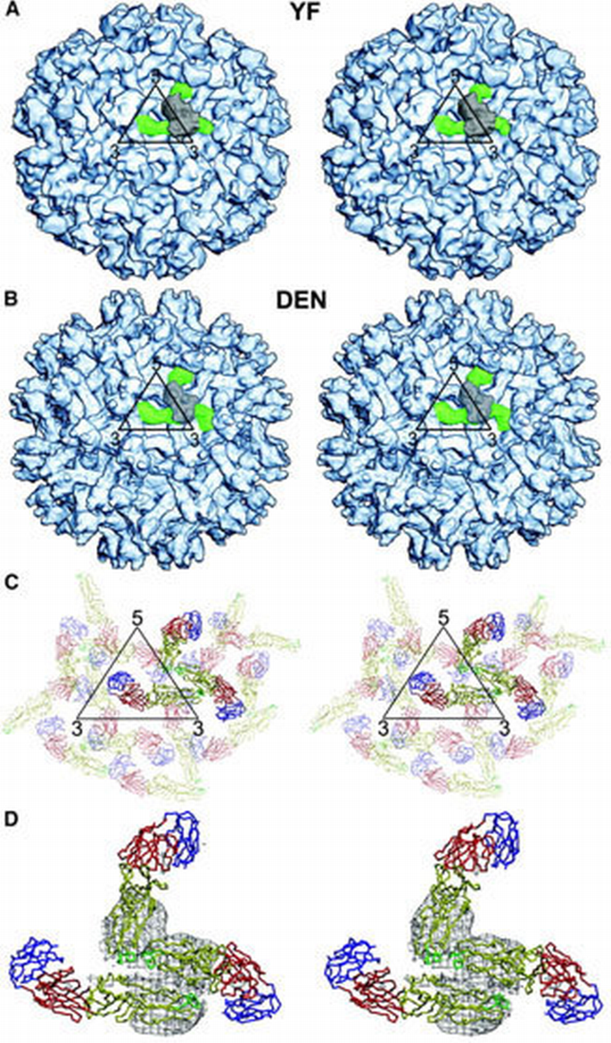Structures of immature flavivirus particles | The EMBO Journal ...