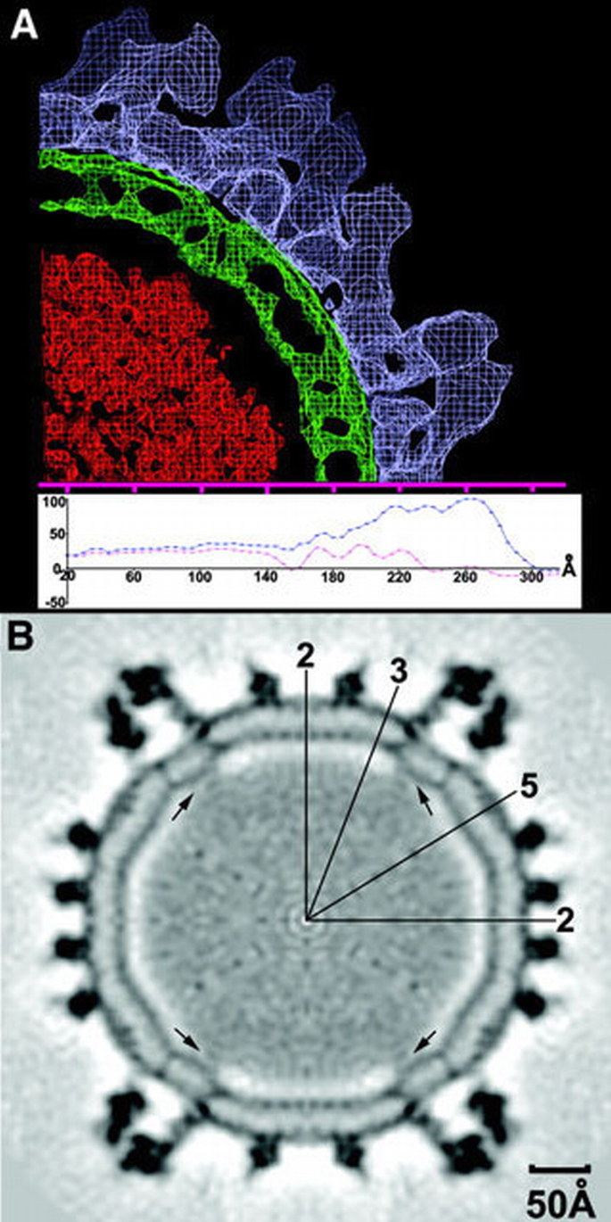 Structures of immature flavivirus particles | The EMBO Journal ...
