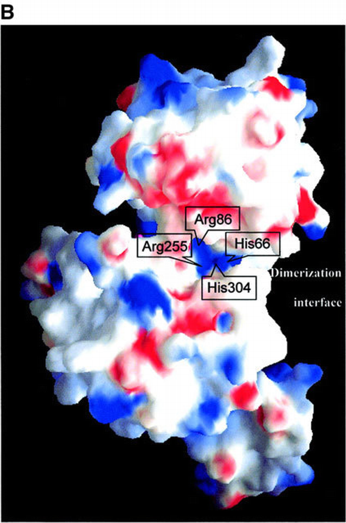 CtBP/BARS: a dual‐function protein involved in transcription co ...