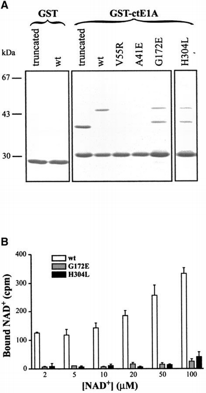 CtBP/BARS: a dual‐function protein involved in transcription co ...
