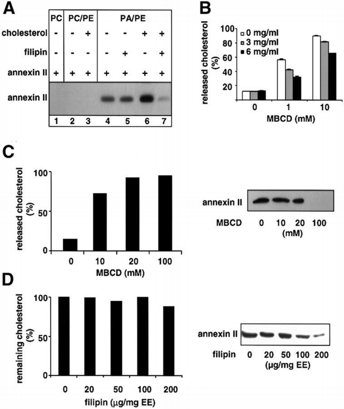 Annexin II regulates multivesicular endosome biogenesis in the ...
