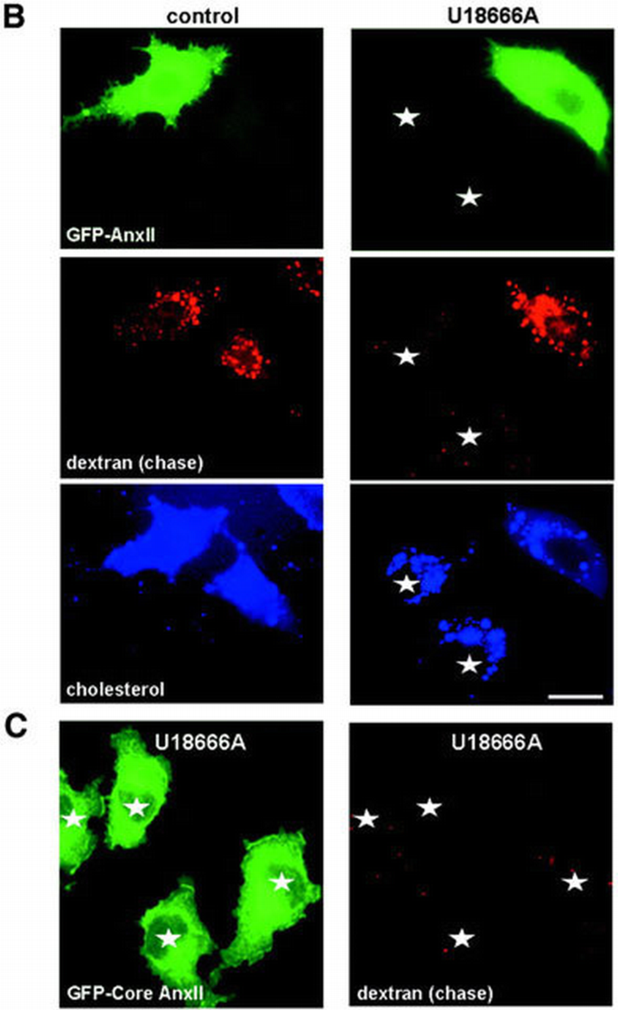 Annexin II regulates multivesicular endosome biogenesis in the ...