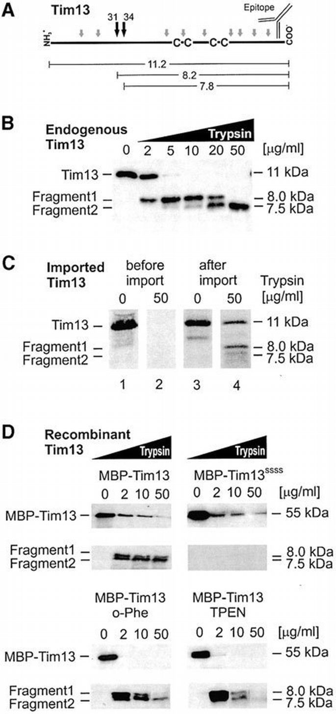Import of small Tim proteins into the mitochondrial intermembrane space ...