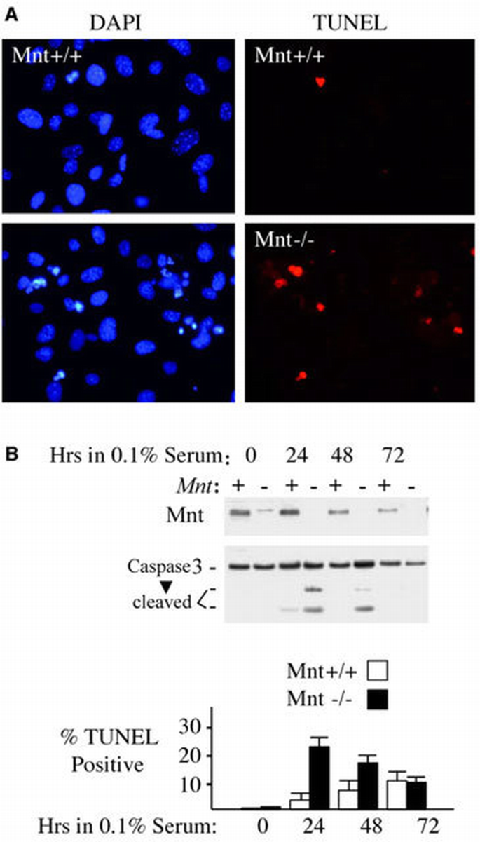 Deletion of Mnt leads to disrupted cell cycle control and tumorigenesis ...