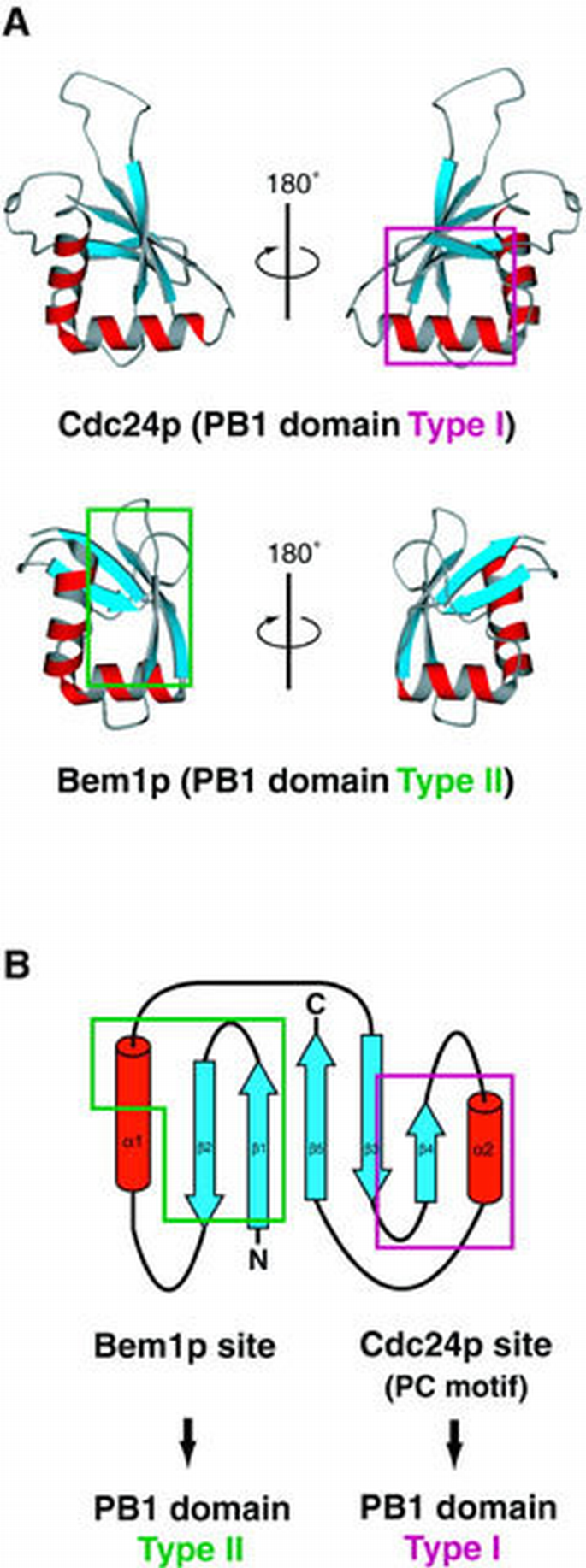 The PB1 domain and the PC motif‐containing region are structurally ...