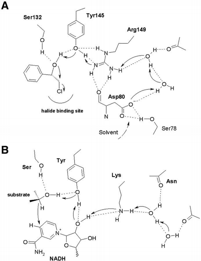 Structure and mechanism of a bacterial haloalcohol dehalogenase: a new ...