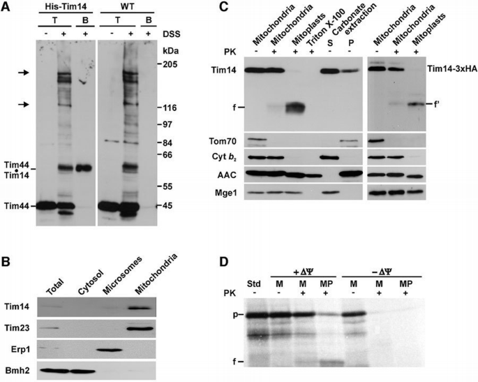 Tim14, a novel key component of the import motor of the TIM23 protein ...