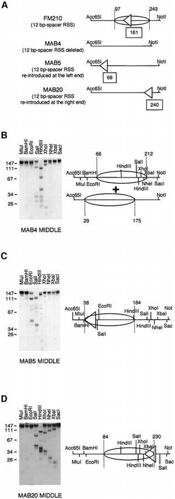 Regulation of V(D)J recombination by nucleosome positioning at ...