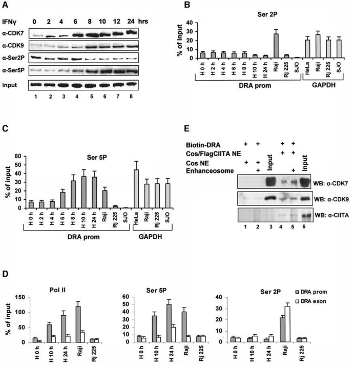 CIITA regulates transcription onset via Ser5‐phosphorylation of RNA Pol ...