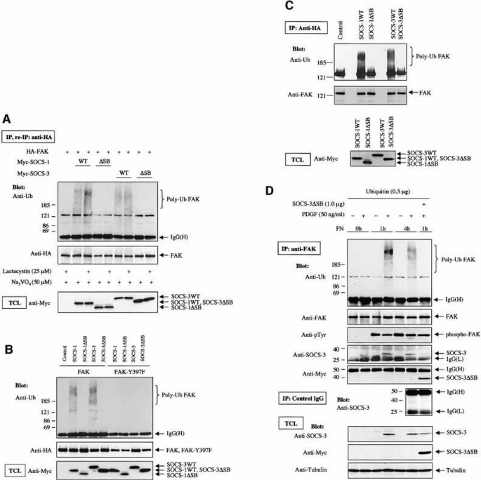 Negative regulation of FAK signaling by SOCS proteins | The EMBO ...