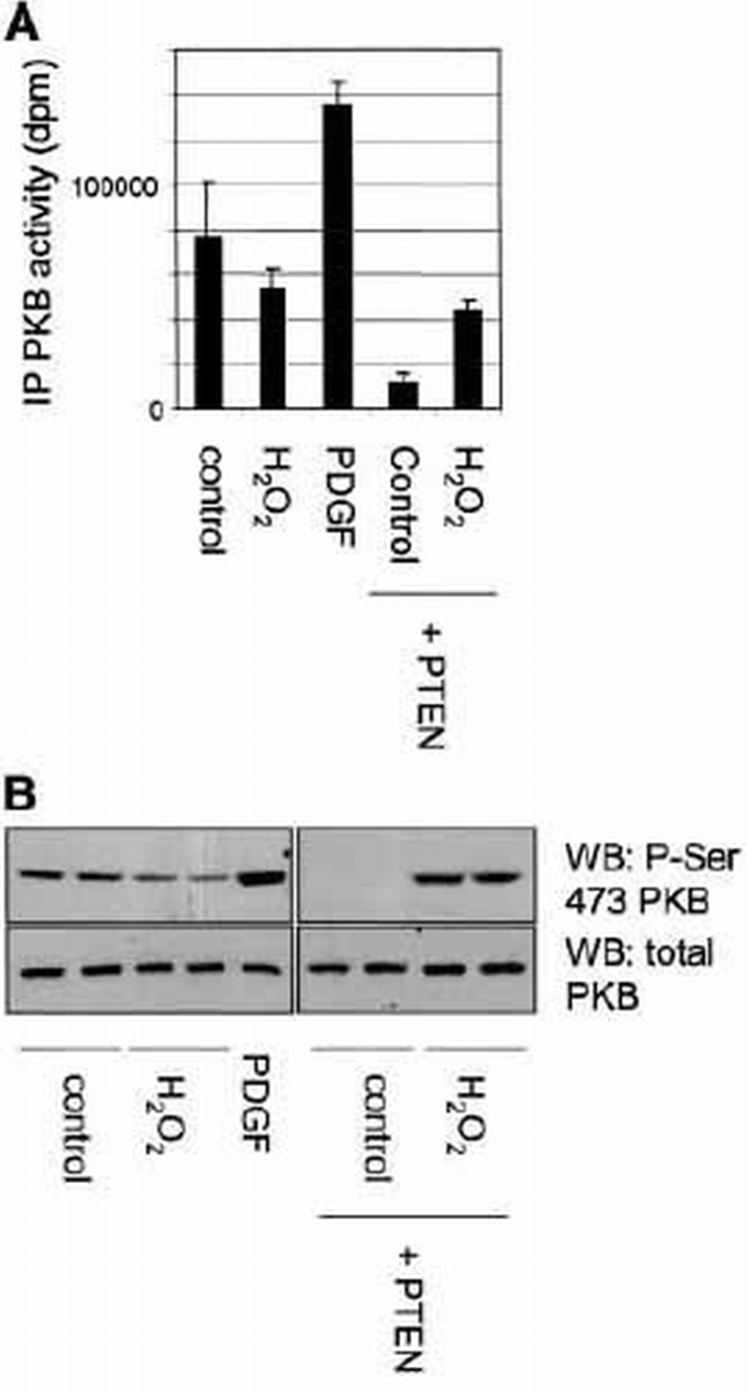 Redox regulation of PI 3‐kinase signalling via inactivation of PTEN ...