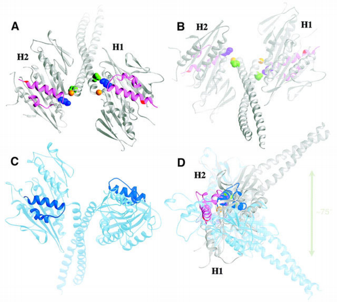 Rotation of the stalk/neck and one head in a new crystal structure of ...