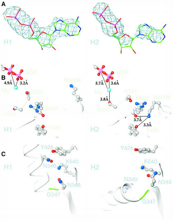 Rotation of the stalk/neck and one head in a new crystal structure of ...