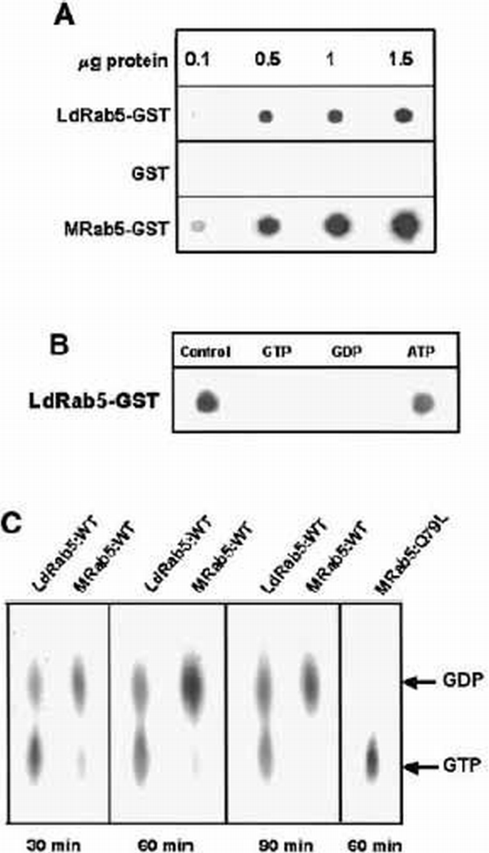 Rab5‐mediated endosome–endosome fusion regulates hemoglobin endocytosis ...