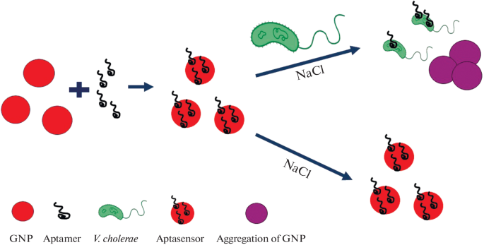 LSPR-based Colorimetric Aptasensor Design for Rapid and Simple ...