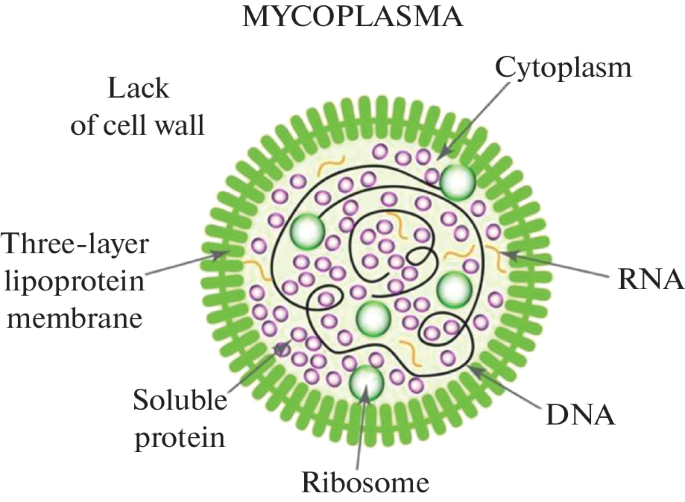 Mycoplasma: Properties, Detection, and Decontamination Methods of Cell ...
