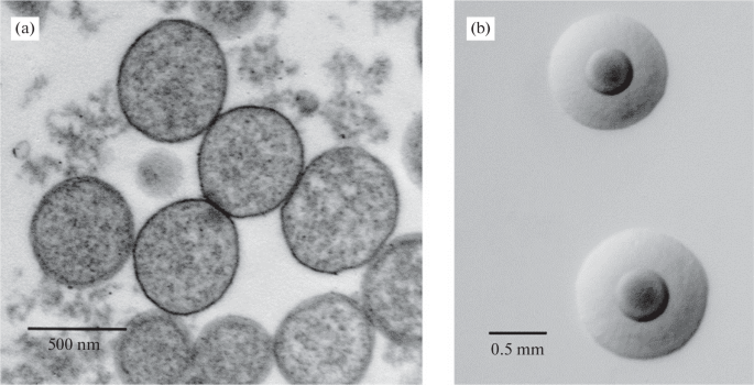 Mycoplasma: Properties, Detection, and Decontamination Methods of Cell ...