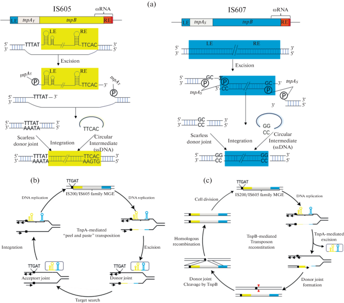 TnpB: Transposon Retention Mechanisms as Potential Tools for Gene Editing | Applied Biochemistry ...
