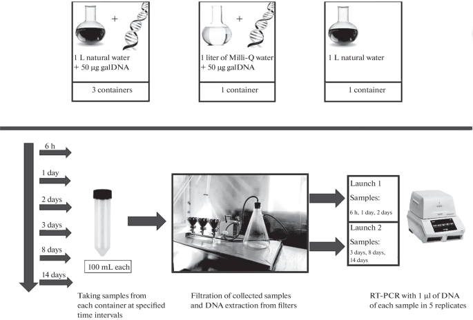 Study of Exogenous DNA Degradation in Ladoga Lake Water | Applied ...
