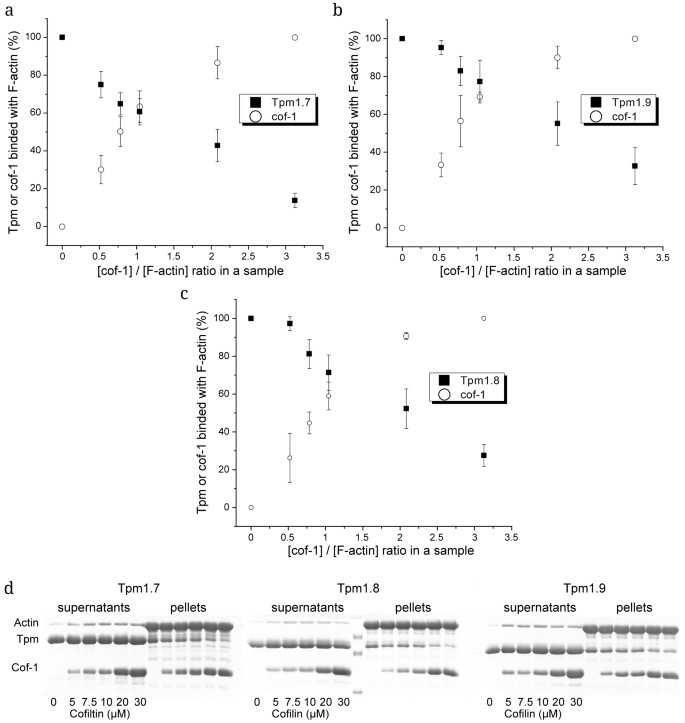 Effect of Non-Muscle Tropomyosin Isoforms Encoded by the TPM1 Gene on ...