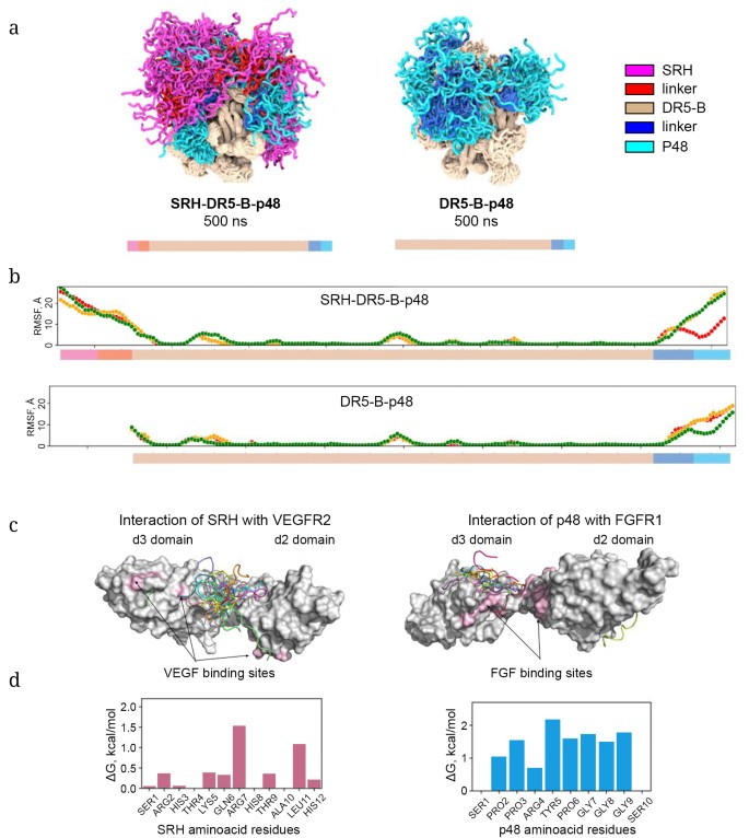Novel Fusion Protein Based on DR5-Specific TRAIL Variant with Enhanced ...