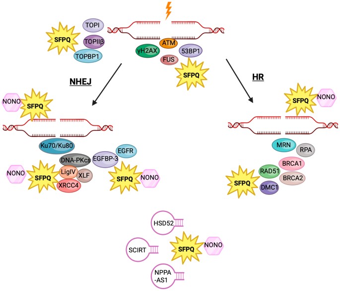 Multifunctional SFPQ Protein: Role in Double-Strand DNA Break Repair ...