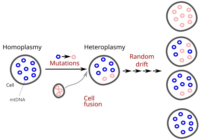 Mechanisms of Intracellular Selection of Mitochondrial DNA ...