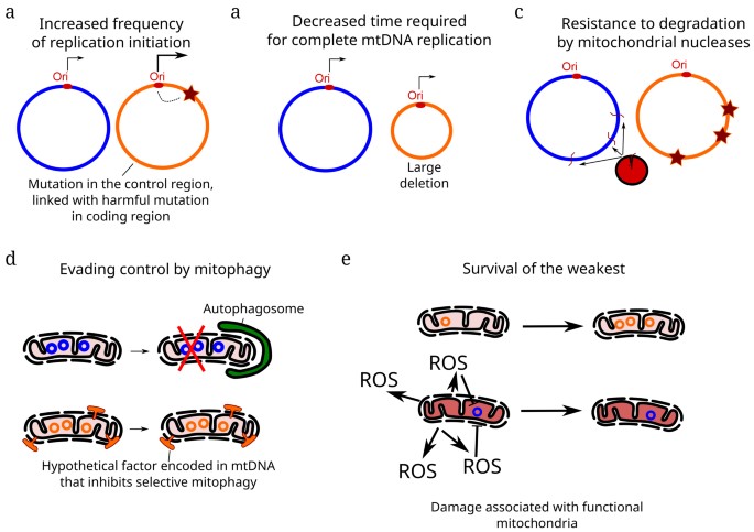 Mechanisms of Intracellular Selection of Mitochondrial DNA ...