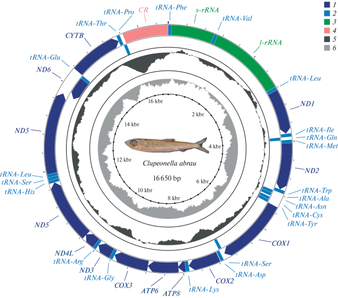 Complete Mitochondrial Genome of Clupeonella abrau (Maliatsky, 1930) (Clupeiformes), an Endemic ...
