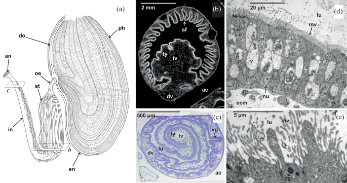 First Description of Typhlosole in Ascidian Styela clava: Structure and ...