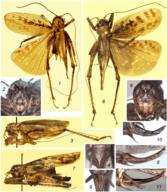 The Families Stenopelmatidae and Anostostomatidae (Orthoptera). 2. New ...