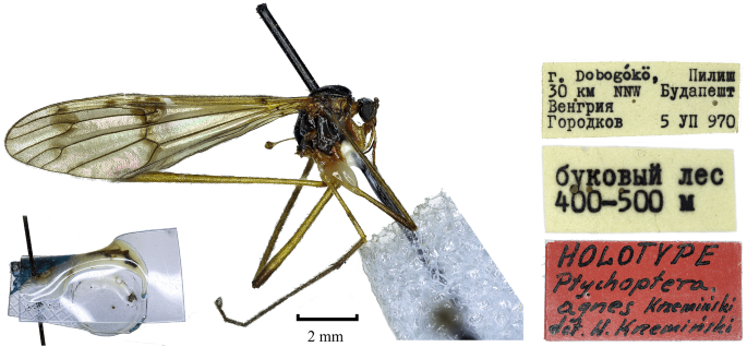 Type Specimens of the Phantom Crane Flies (Diptera, Ptychopteridae) in ...